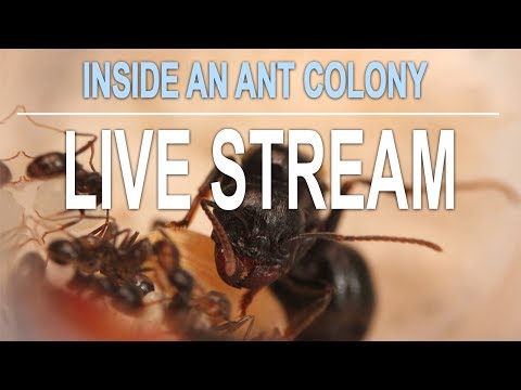 INSIDE THE ANT COLONY | LIVE ANT COLONY STREAM - YouTube