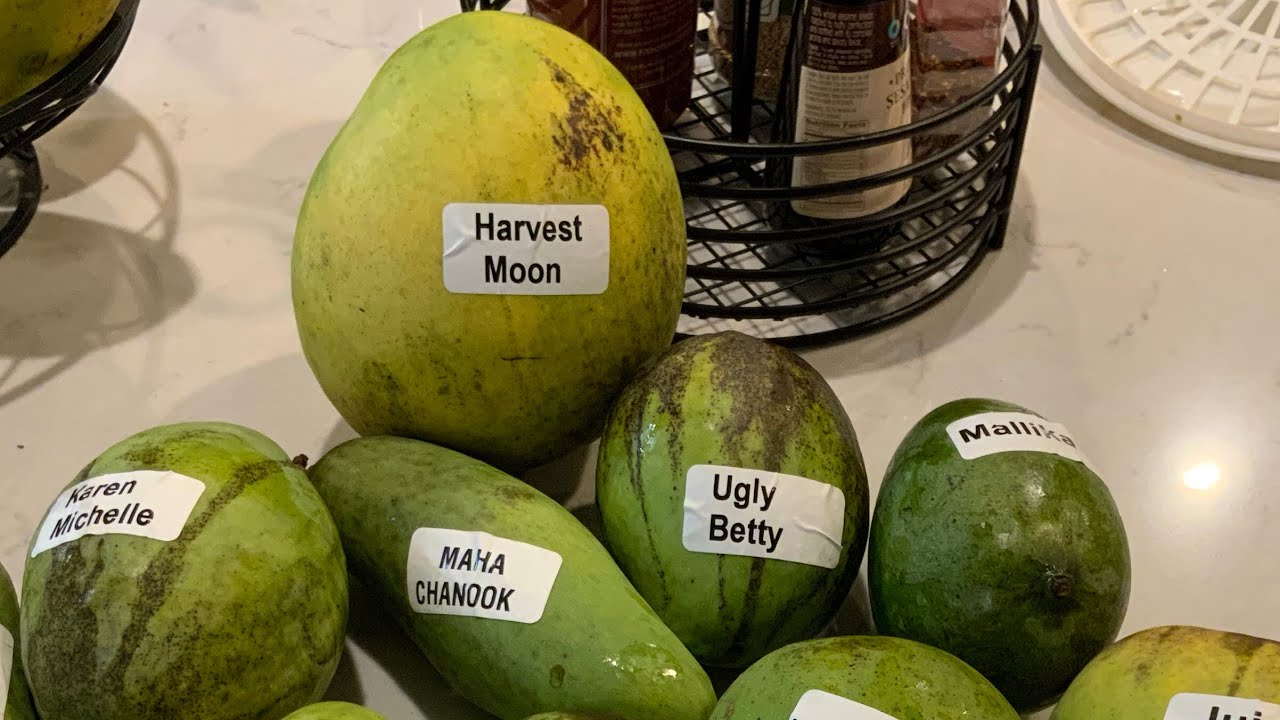 Harvest Moon mango taste review - YouTube