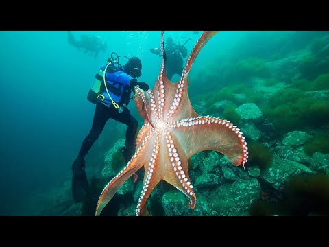 Giant Octopus vs Human Compilation - YouTube