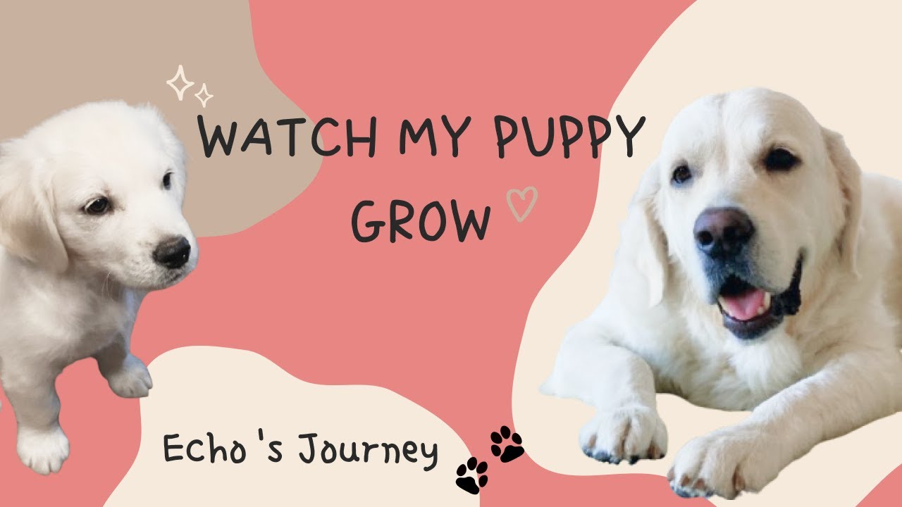 Watch My Adorable Cream Golden Retriever Puppy Grow - 8 WEEKS TO 1 YEAR ...