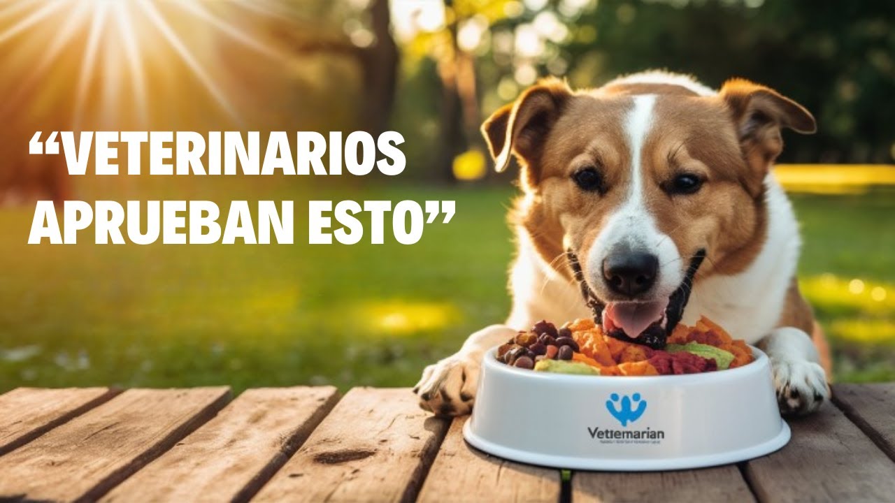 ¿Qué Comida RECOMIENDAN LOS VETERINARIOS para los Perros? 🐶🍖👩‍⚕️ - YouTube