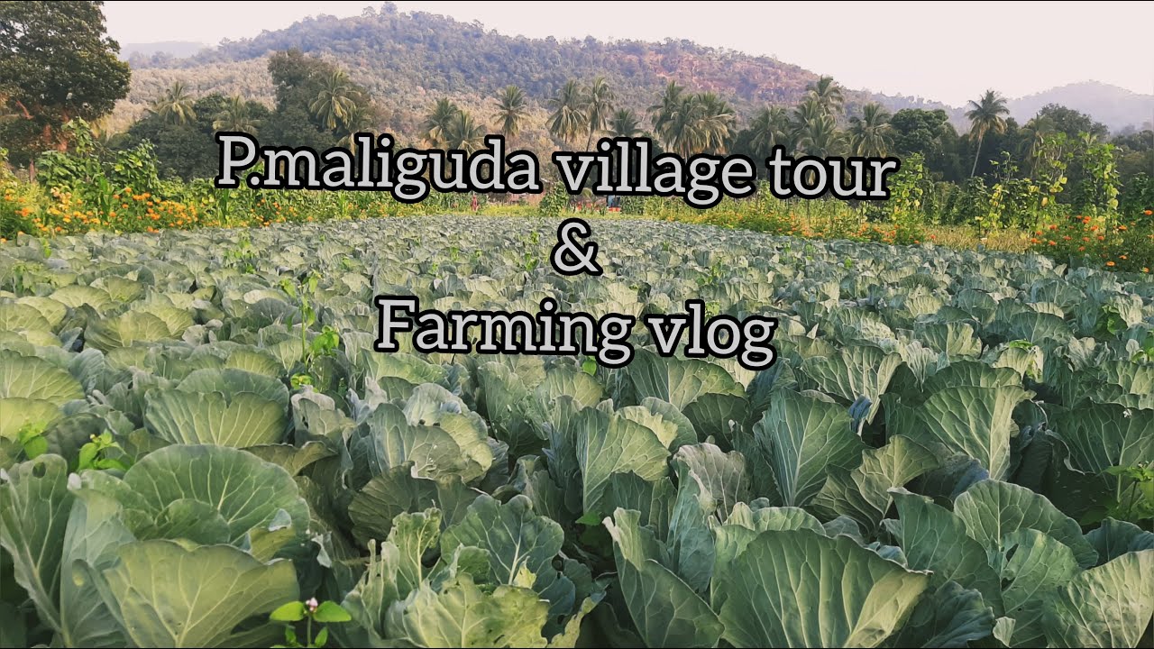 P.maliguda village Tour & farming||Dasmantpur||Boipariguda||Koraput ...