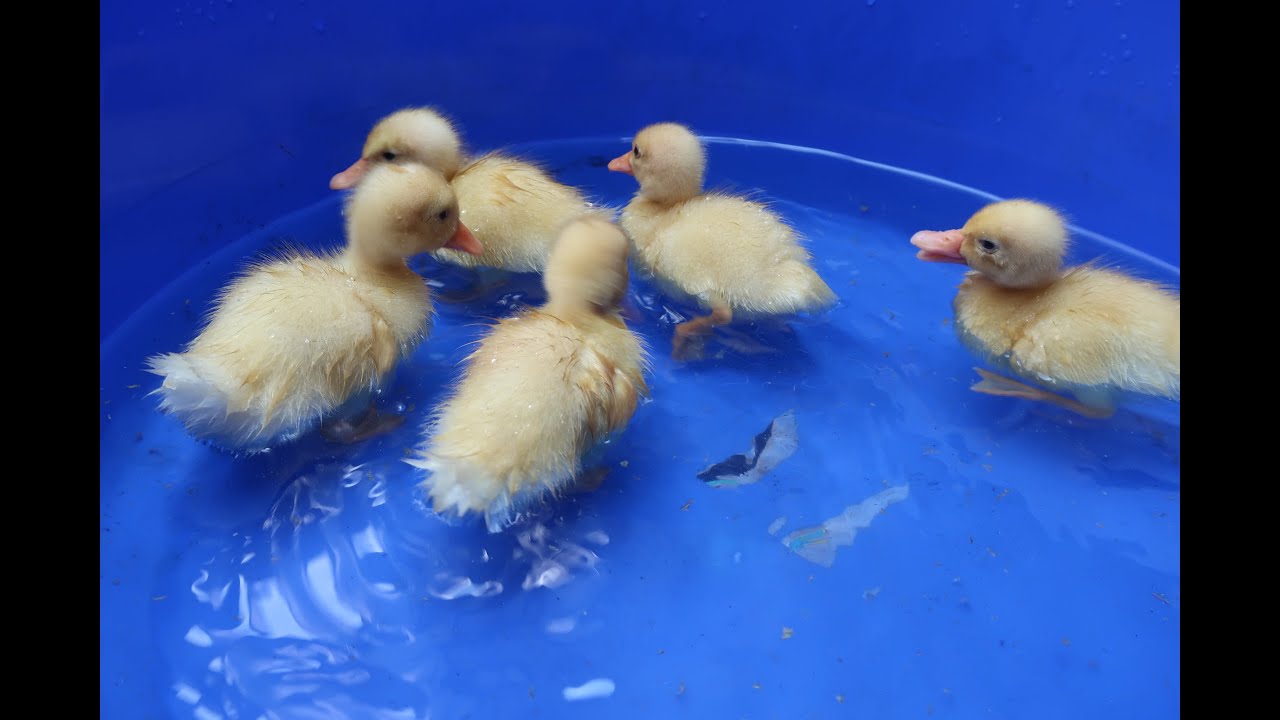 Bebek Bebek Berenang Bebek Lucu Ducklings Swimming 5 Bebek Berenang 5 ...