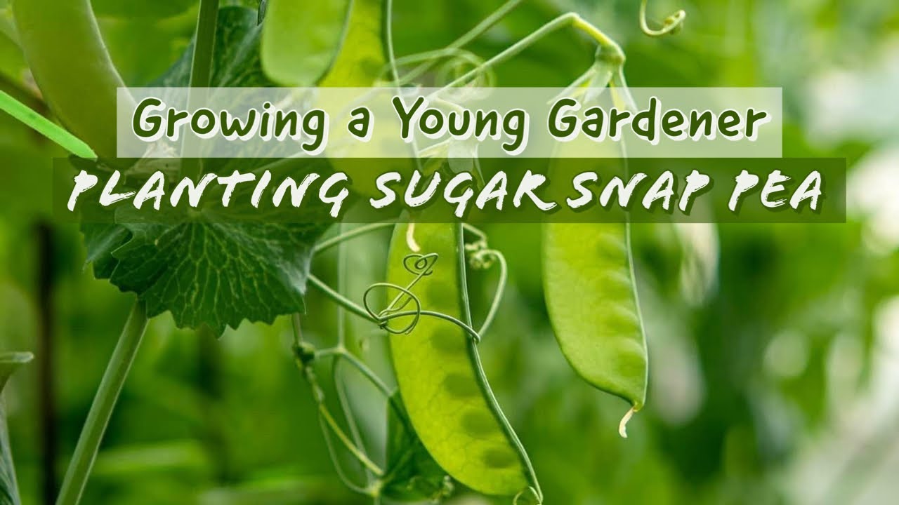 Growing a young gardener, planting sugar snap pea 2023 - YouTube