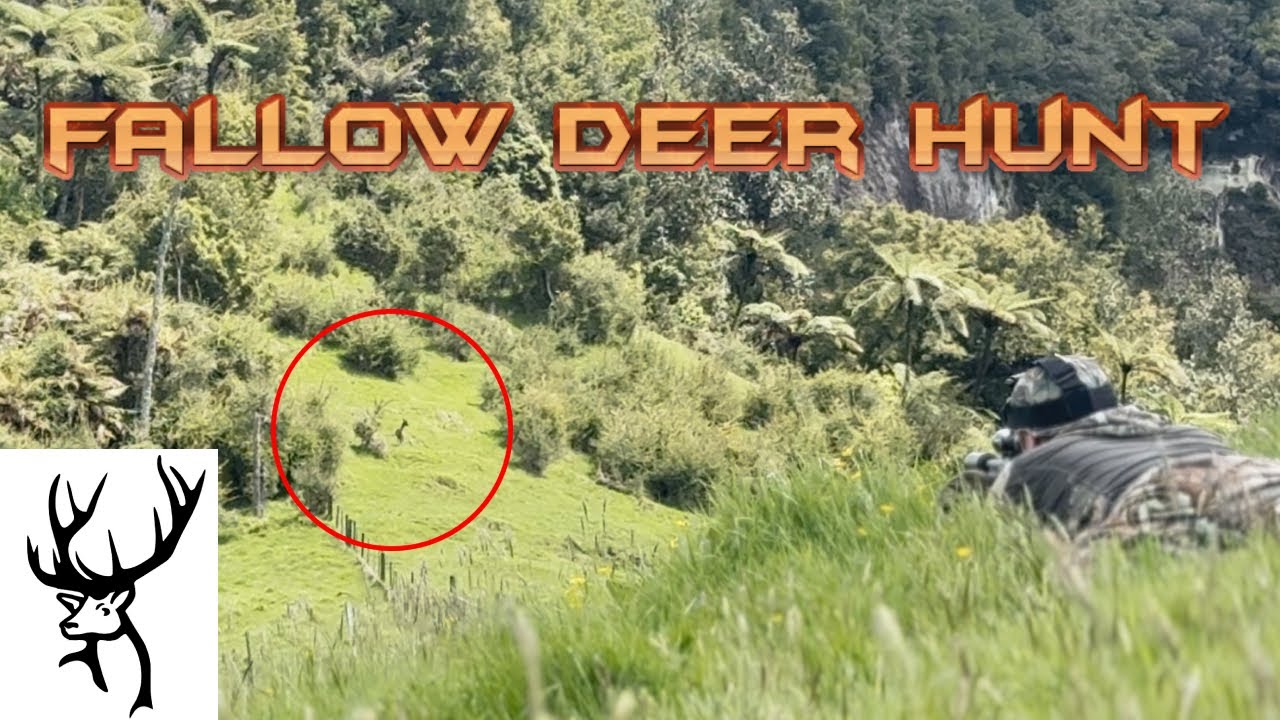Bush Stalking Fallow Deer - NZ Chronicles - YouTube