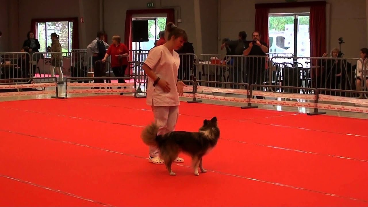 Dogdancing contest - ECCR - Beginners Freestyle with Taïga - YouTube