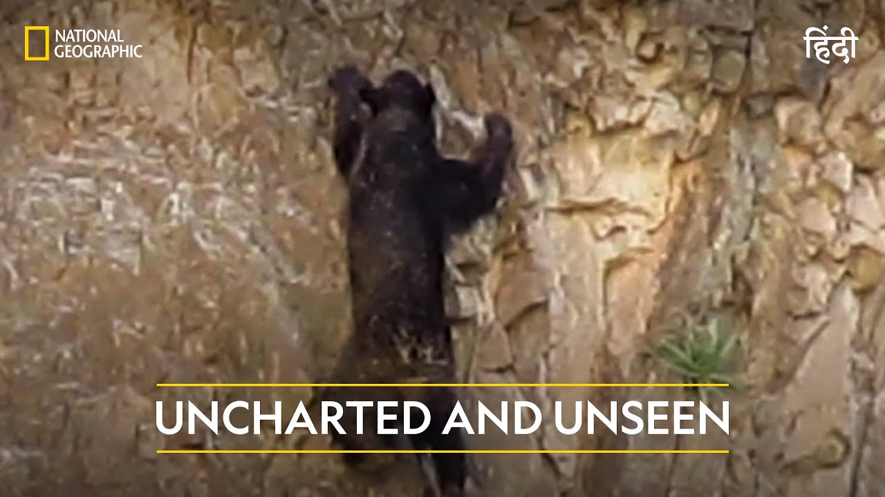 Uncharted and Unseen | Animals Gone Wild | हिन्दी | Full Episode | S2 ...