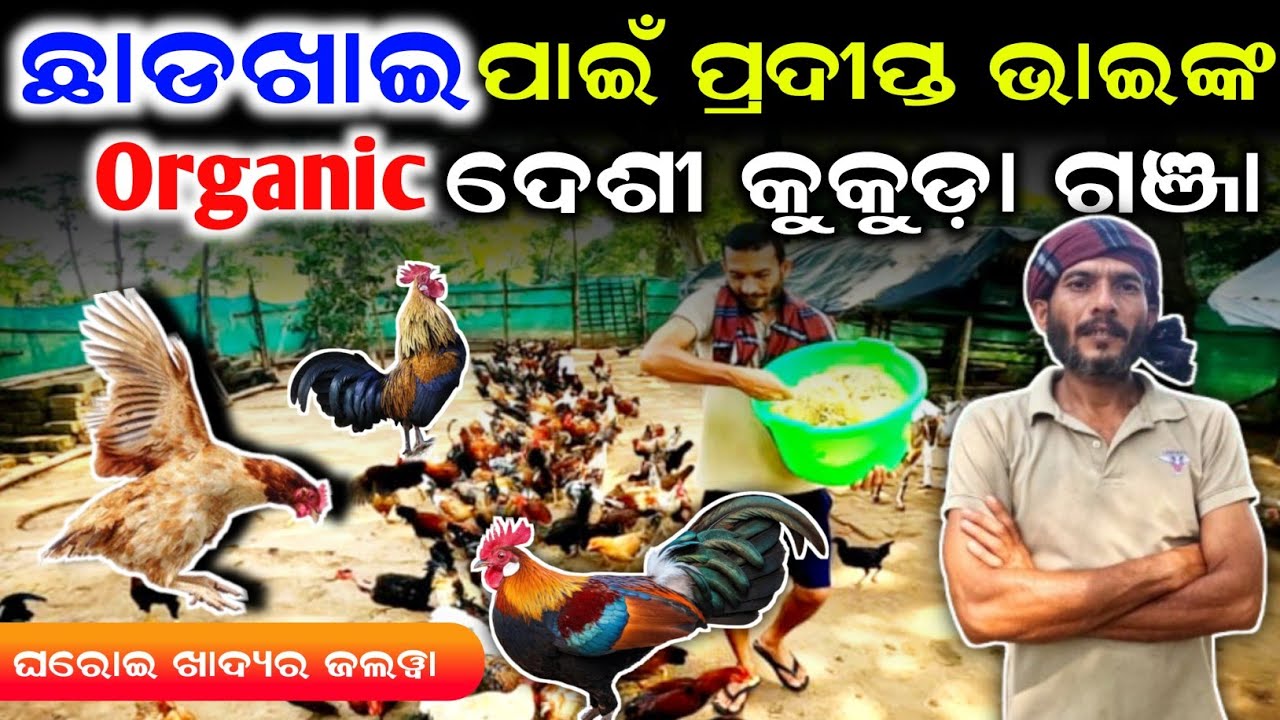 ଛାଡଖାଇ ପାଇଁ ଦେଶୀ ଗଞ୍ଜା | Desi kukuda farm odisha🐓 #kukudachasa - YouTube