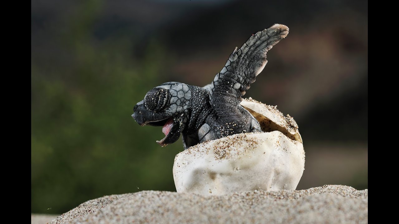 MIL - Turtell the Story - YouTube