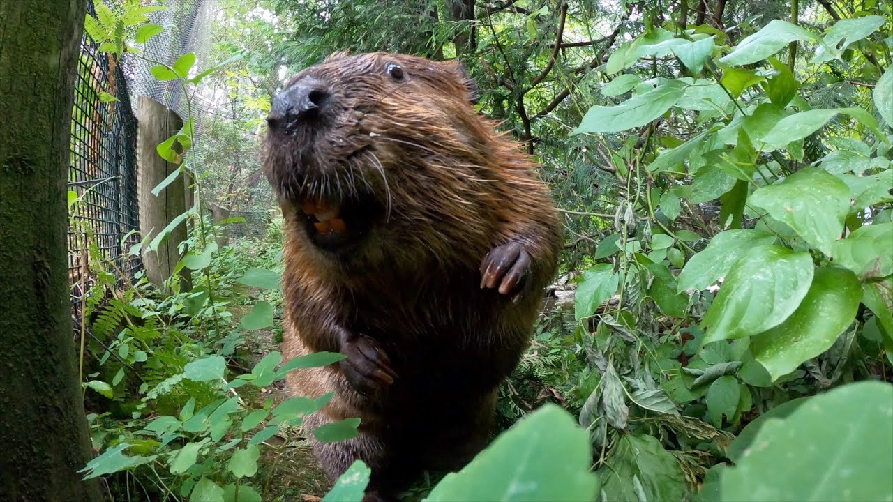 Cute Beaver Frolics In The Forest - YouTube