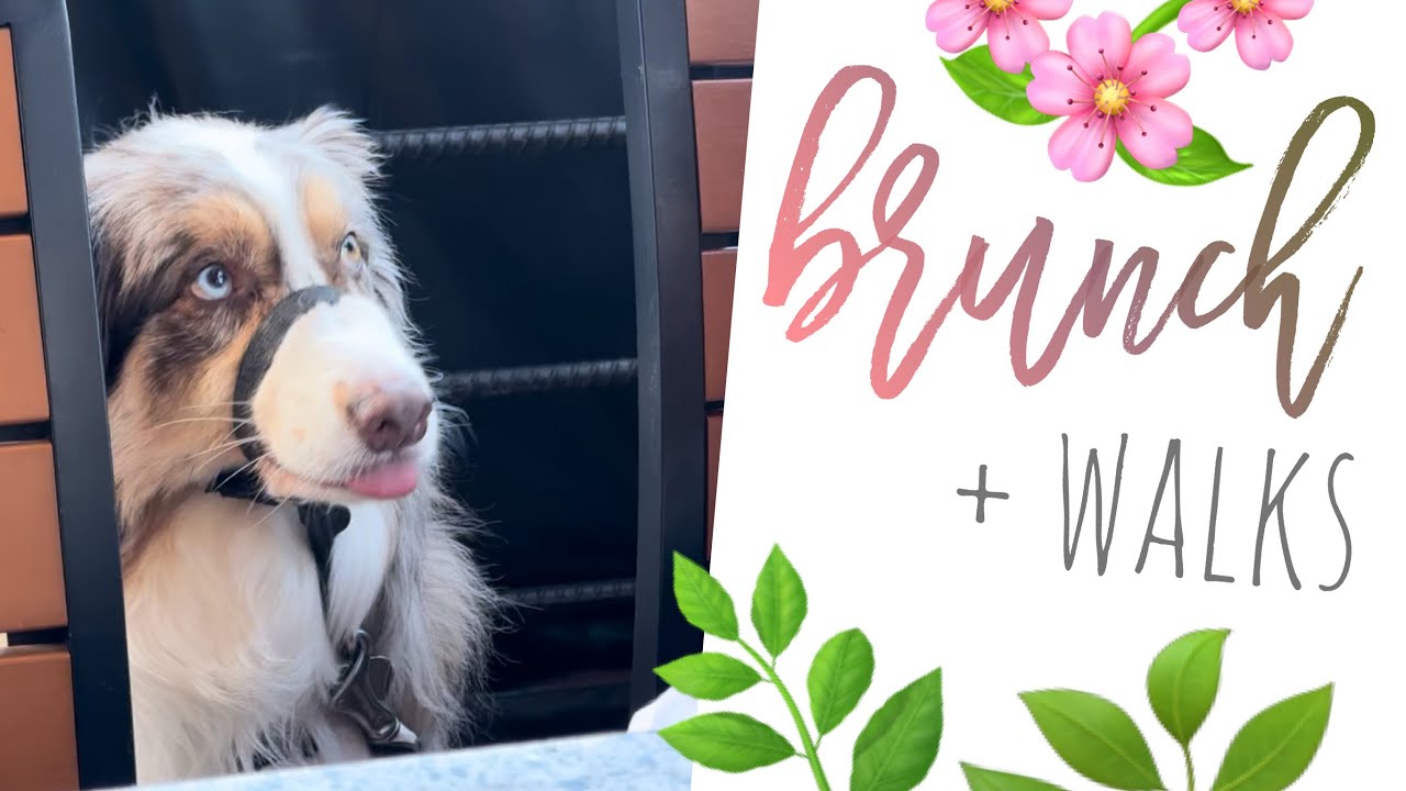 Vlog 2010 - A Sunday Walk ☀️🐶 - YouTube