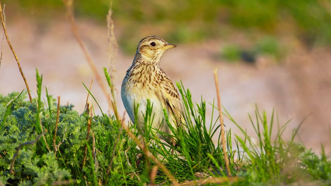 Small bird song | Eurasian skylark song | birds sounds - YouTube