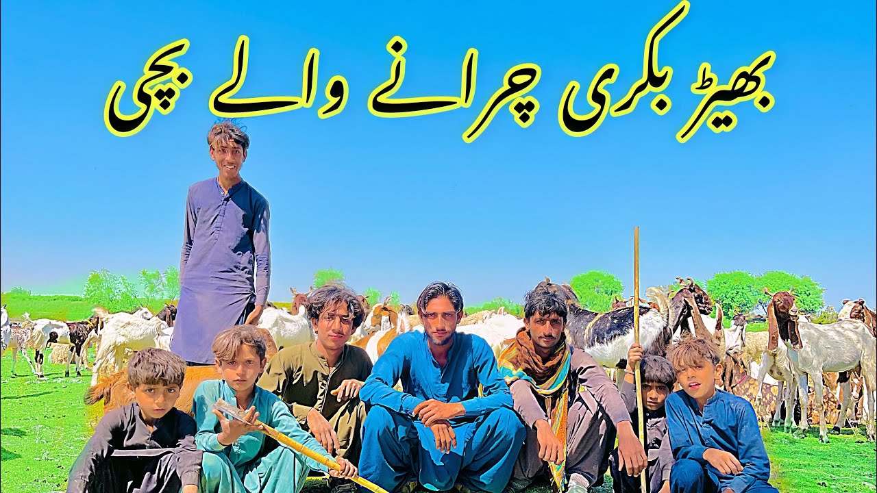 bhed bakri charani wale nacho👌🐏🐐 - YouTube