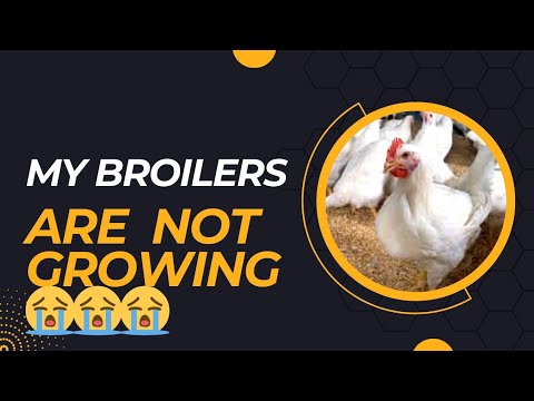 How I improved my Broilers weight gain - YouTube