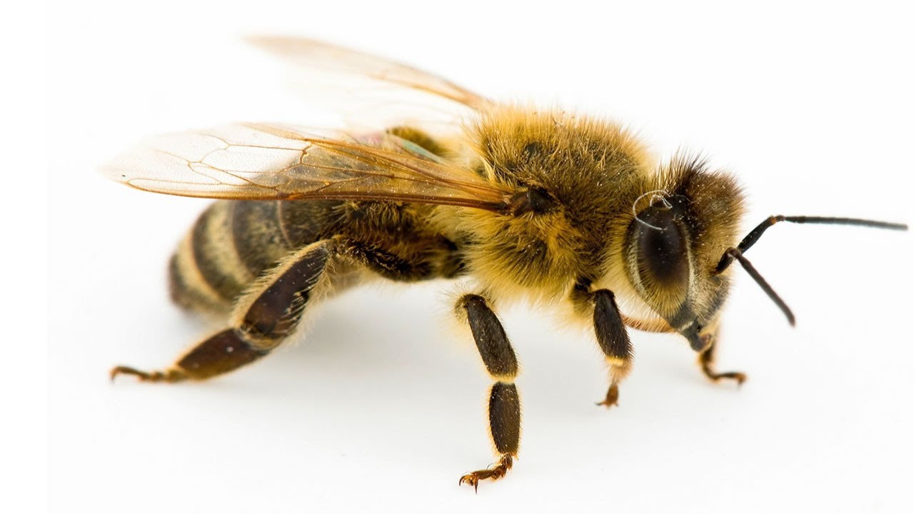 bee,bumblebee,honeybee ASL - YouTube