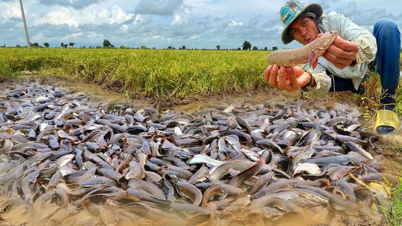 A Guide to Successful Copper Snakehead Fishing - YouTube