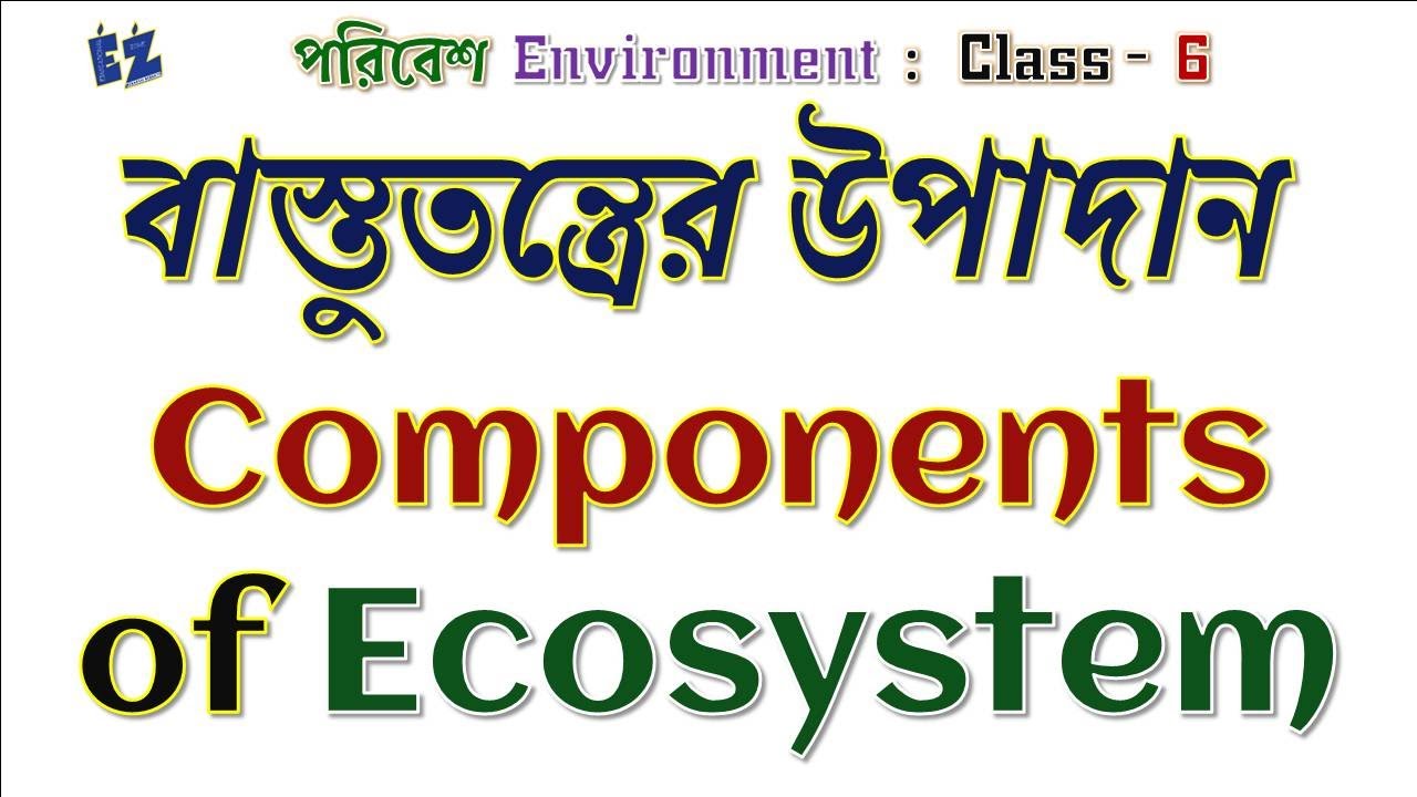 বাস্তুতন্ত্রের উপাদান Components of Ecosystem » EVS Class: 6 - YouTube