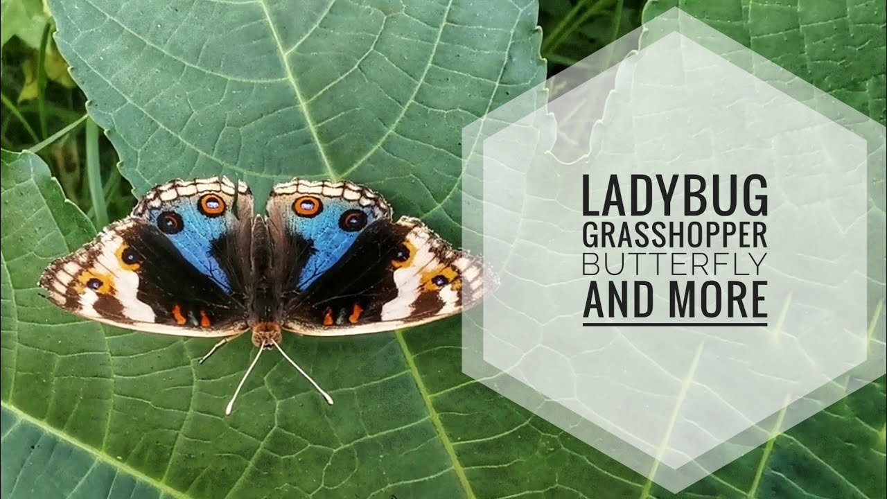 Ladybug, Grasshopper, Butterfly and More - YouTube