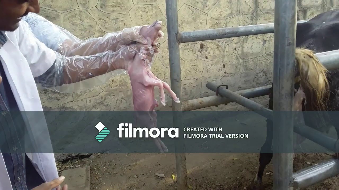ABORTION IN COW - YouTube