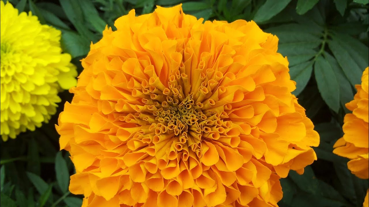 08 Giant Gainda ( Merrygold) flower video by-Gurjit Singh s.2017 - YouTube