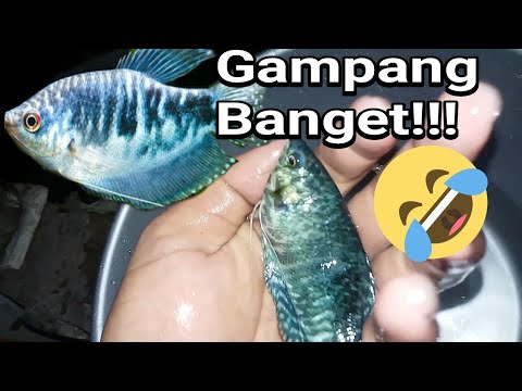 Budidaya Ikan Sepat Biru - YouTube