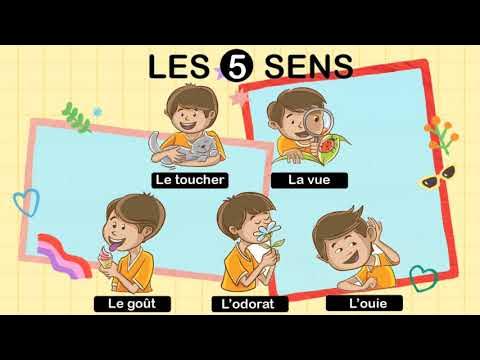 les cinq sens pour les enfants- éducation infantile - YouTube