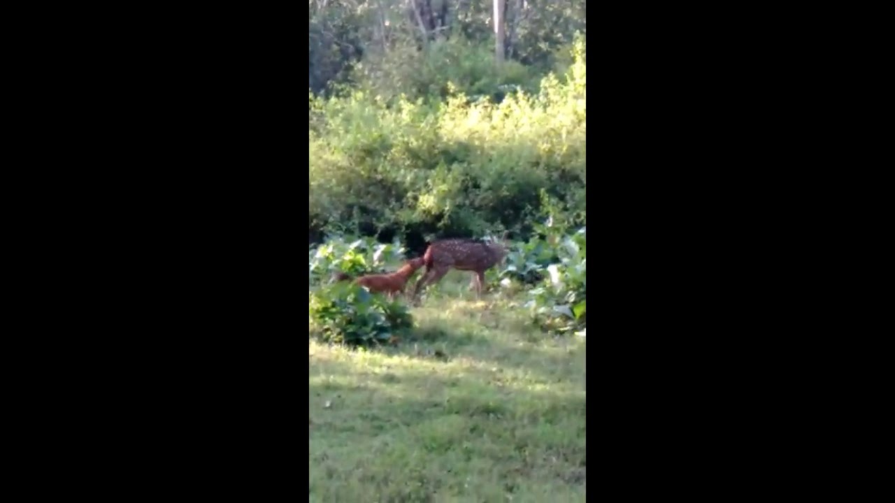 Onlyhides | Deer tries to fight fox attack - YouTube