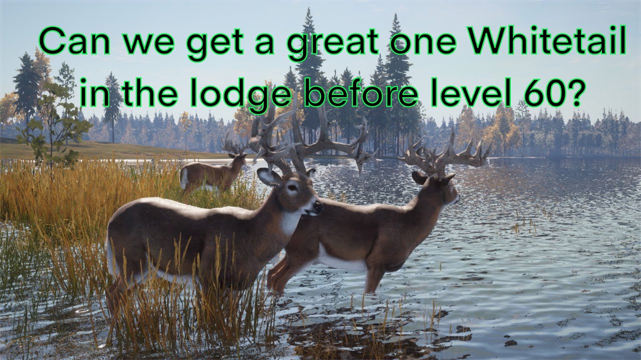 Can We spawn in A great one Whitetail Before Level 60?????? - YouTube