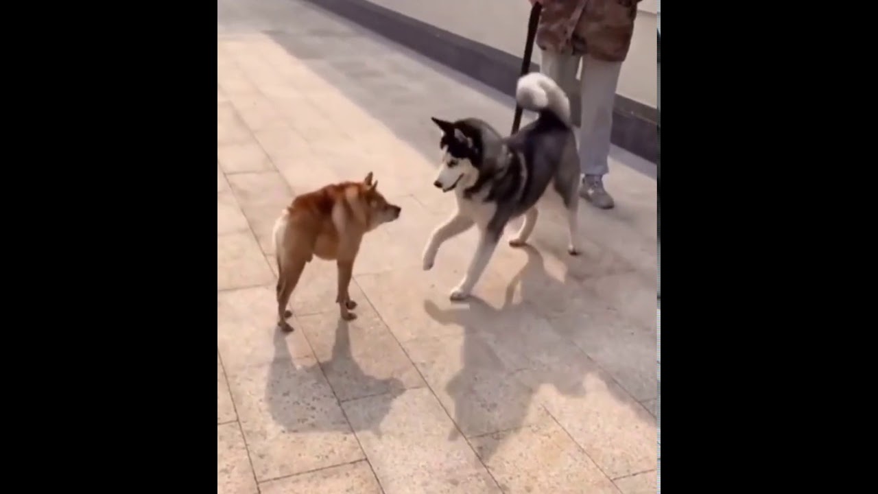 That's not a dog, that's a dg - YouTube