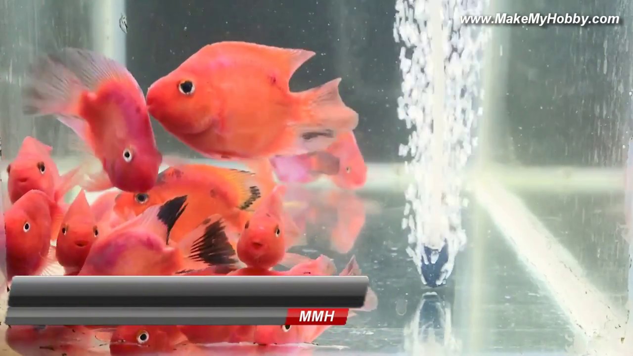 Red Parrot Fish at MakeMyHobby.com Reviews - YouTube