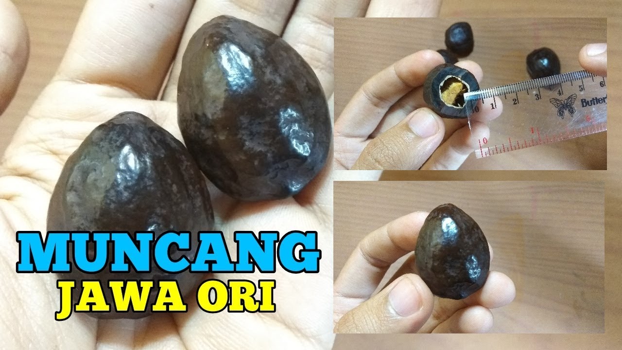 Muncang Jawa ori batok tebal seperti muncang dari garut - muncang ...