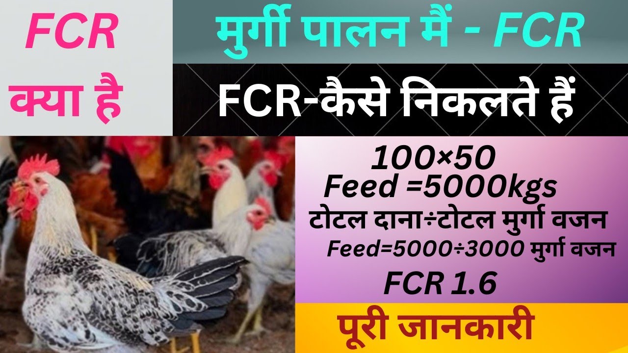 Murghe ka FCR kese nikale ? सिख लो कभी नुकसान नहीं आयेगा । How to Make ...