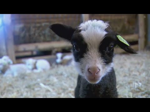 Gale Woods Farm welcomes dozens of adorable lambs - YouTube