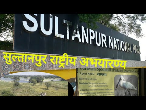 Sultanpur National Park Gurgaon Haryana👉Sultanpur Bird Sanctuary 🤳 ...