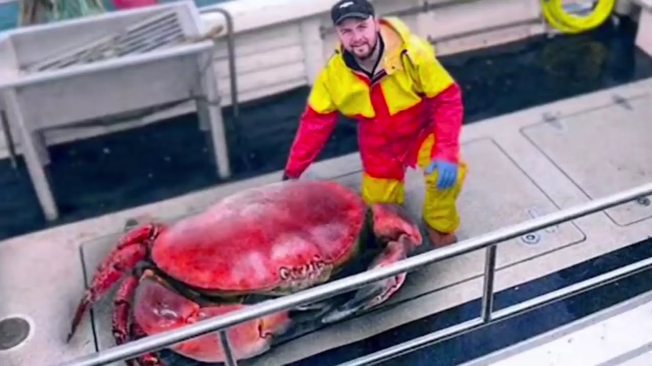 10 krustasea Yang Paling Harus Kamu Takuti - YouTube