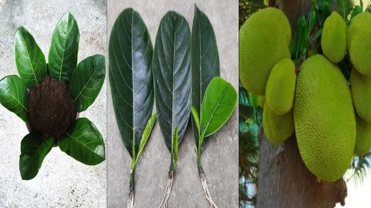 GROWING JACKFRUIT FROM ITS LEAVES:REAL OR FAKE? - YouTube