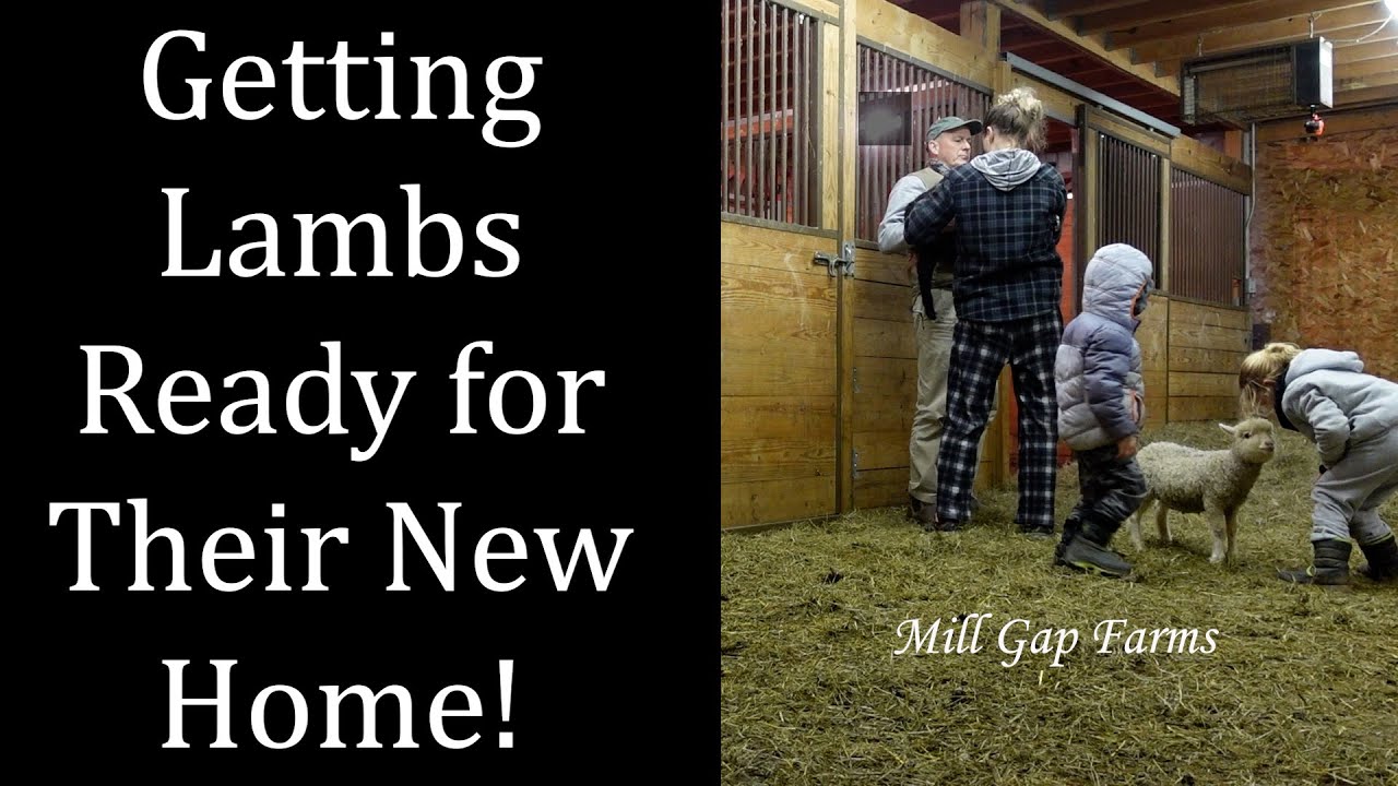Inoculating Banding Sorting Our lambs - YouTube