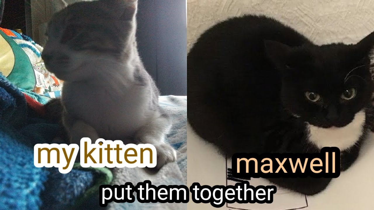 maxwell meme but as my kitten - YouTube