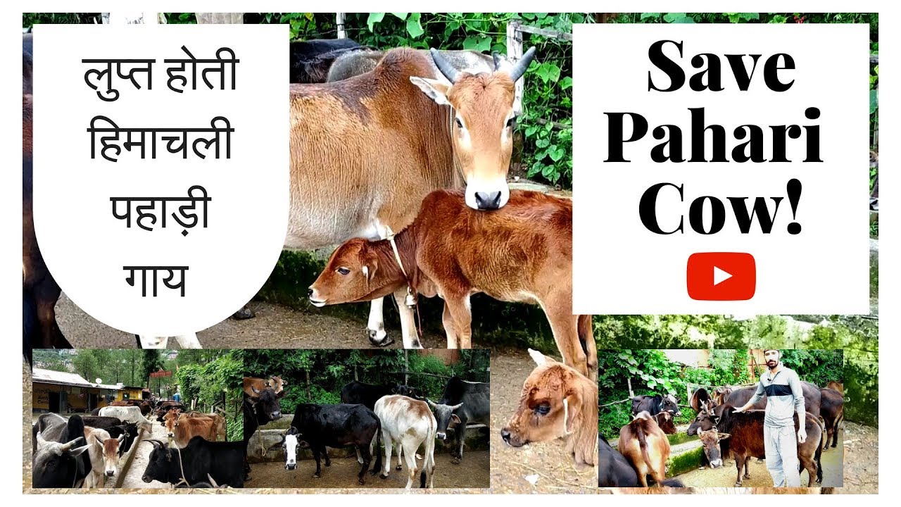 एक सफर कामनापूर्णी पहाड़ी गौशाला की तरफ PAHADI COW(HIMACHALI COW ...