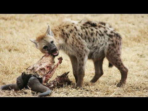 best Hyena attack #005 - YouTube