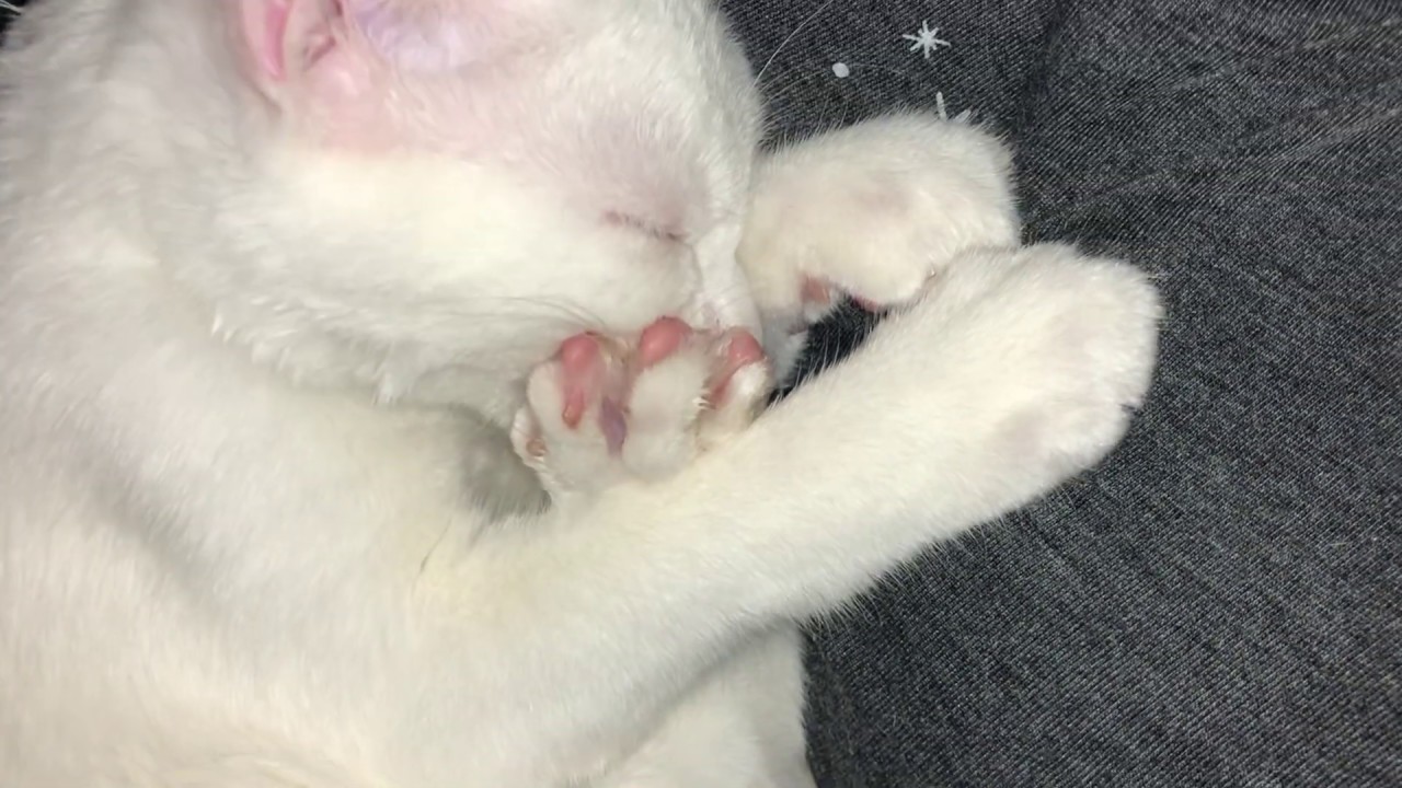 Clingy Kitten - YouTube