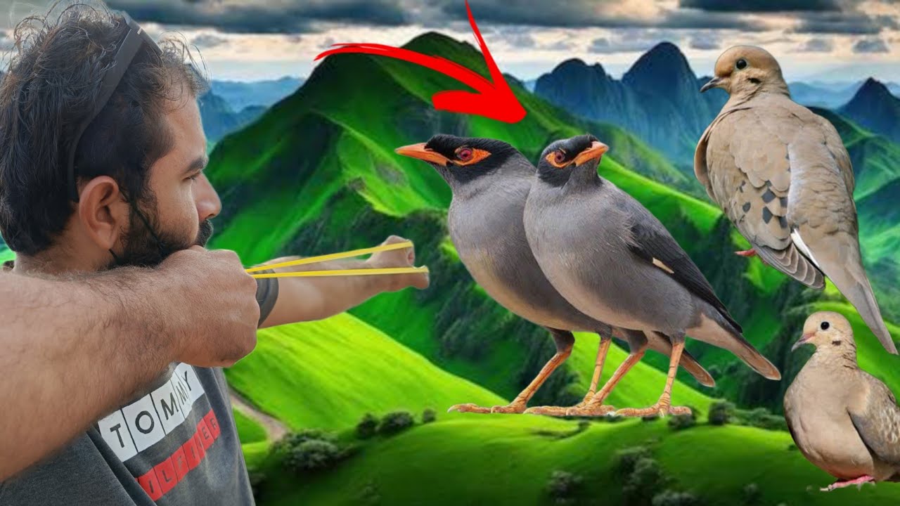 Best Birds Hunting Video | Slingshot Hunting ! - YouTube