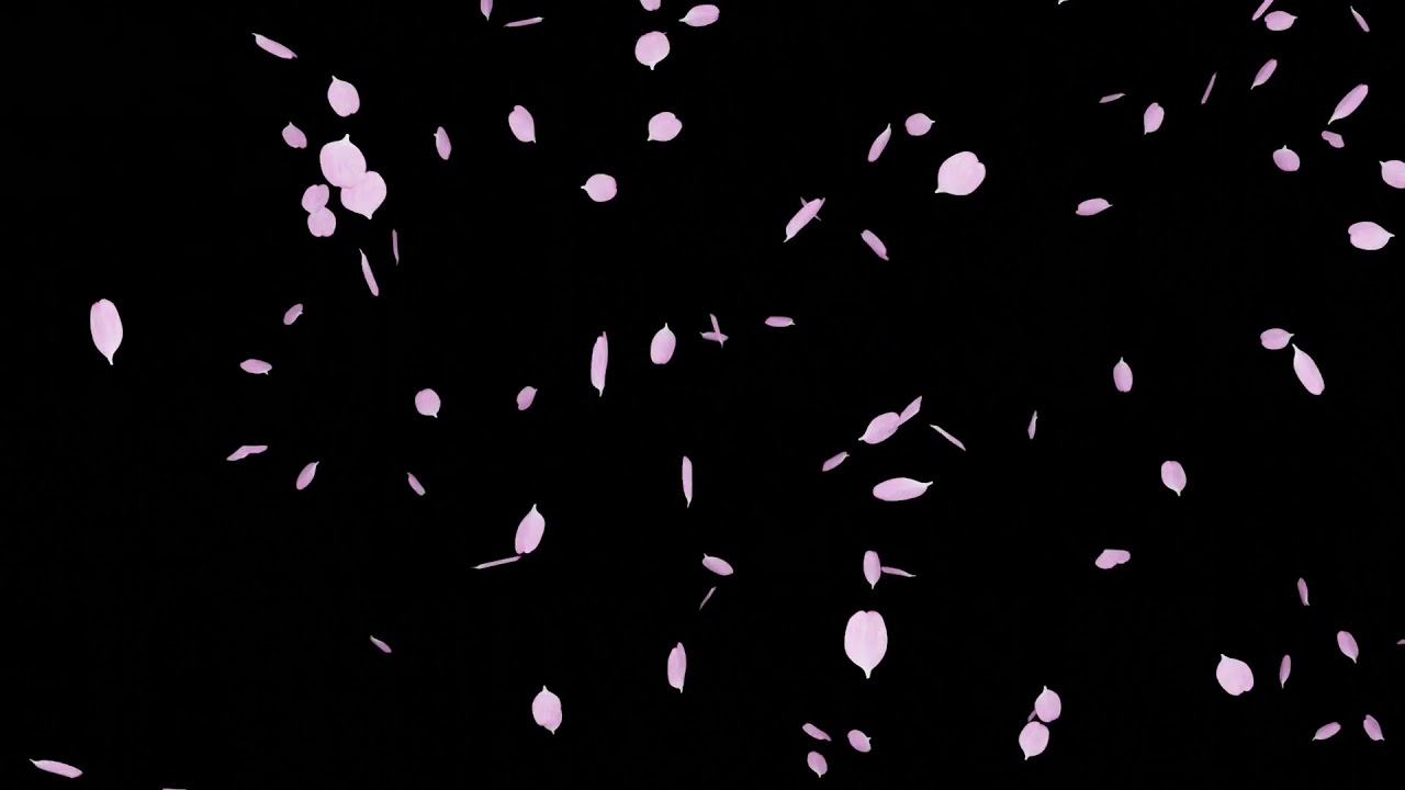 Royalty Free Cherry Blossom Petal Drop Particle - YouTube