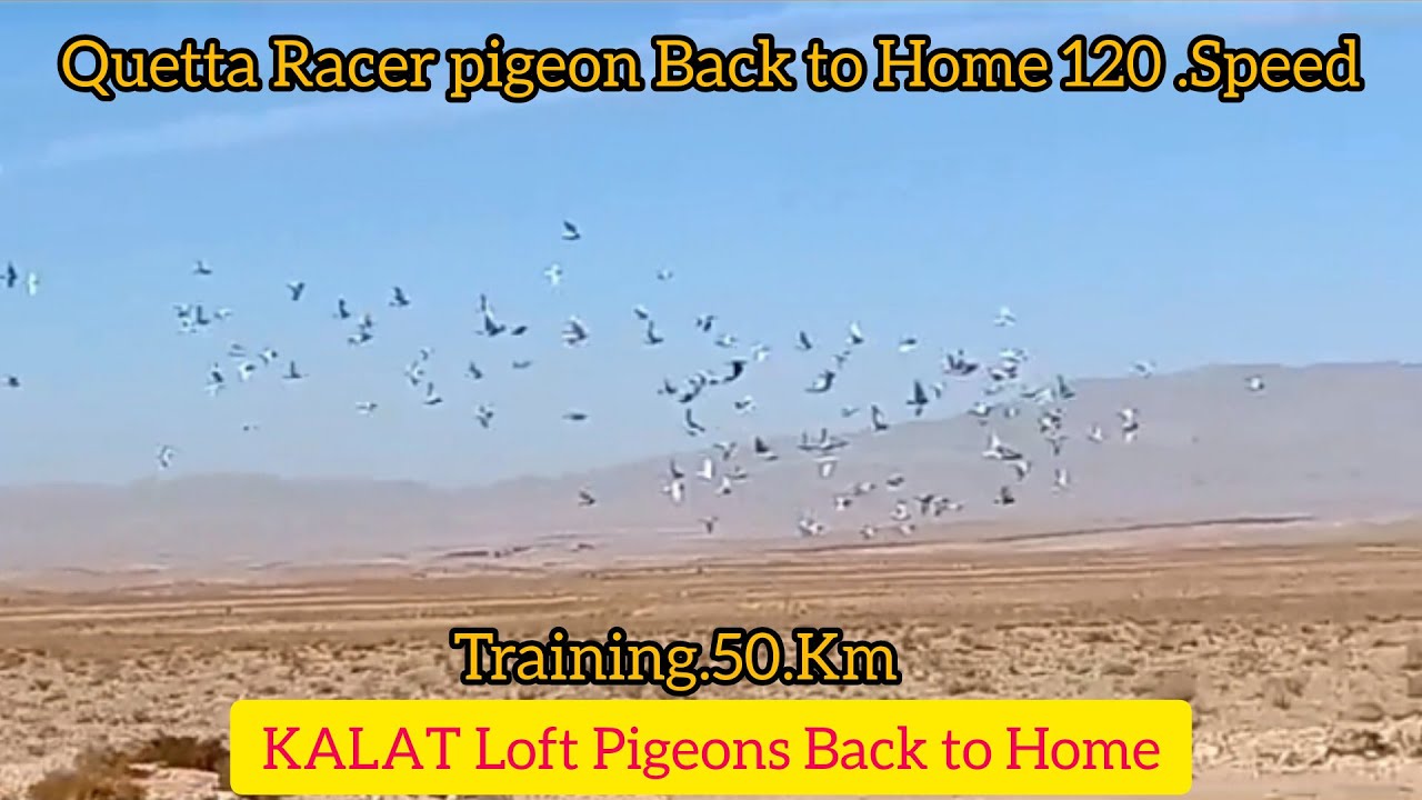 Racer pigeon training 50Km KALAT Back to Home | Racer pigeon High speed ...