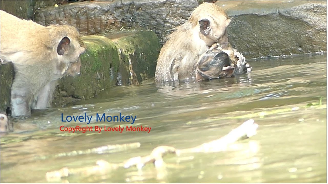 Baby Monkey Near Drowning? - YouTube