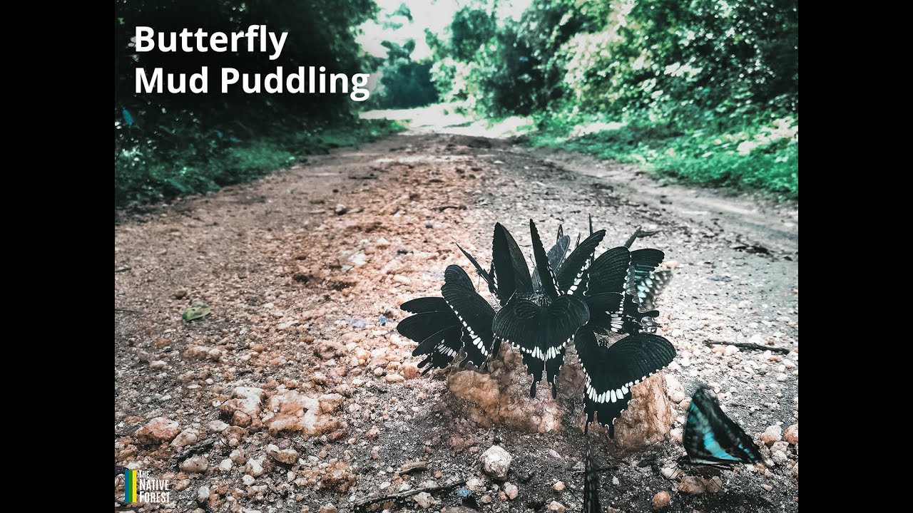Butterfly Mud Puddling - YouTube