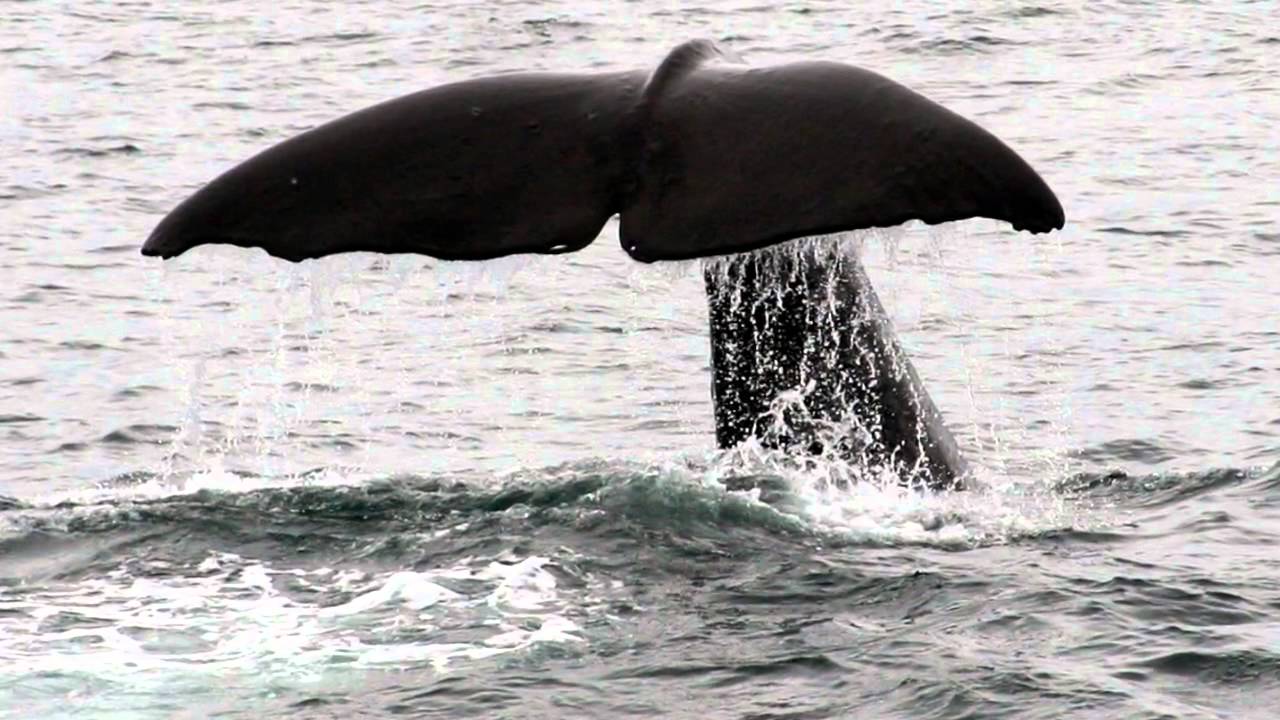 Whale watching in Kaikoura, New Zealand - YouTube