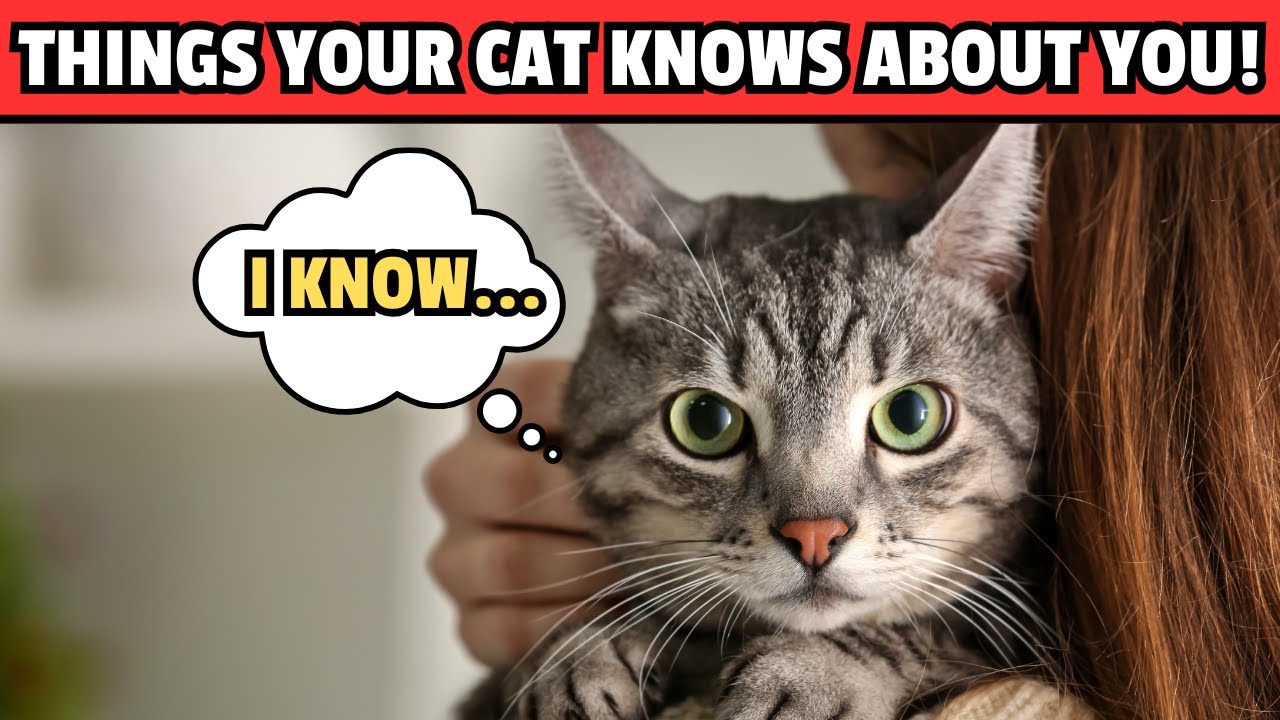 8 Things Your Cat Knows About You - YouTube