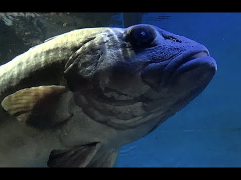 オオクチイシナギ Striped jewfish Stereolepis doederleini - YouTube