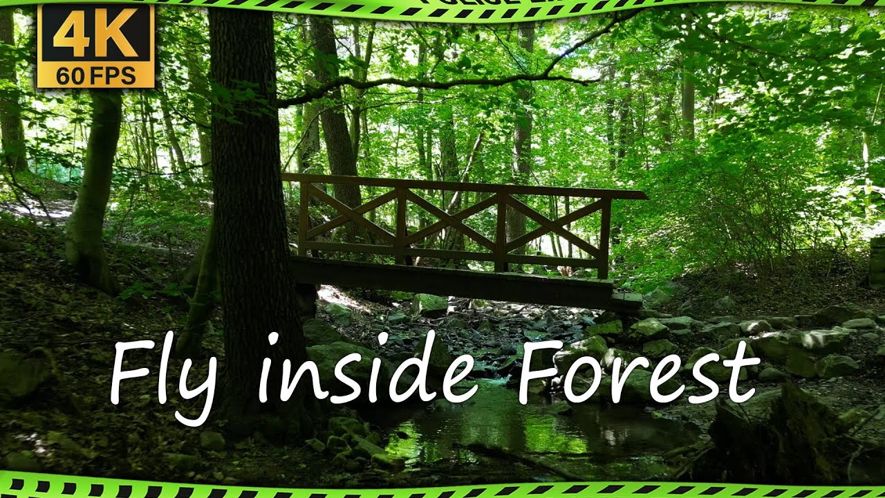 Awesome Relaxation: FLY INSIDE THE FOREST - YouTube